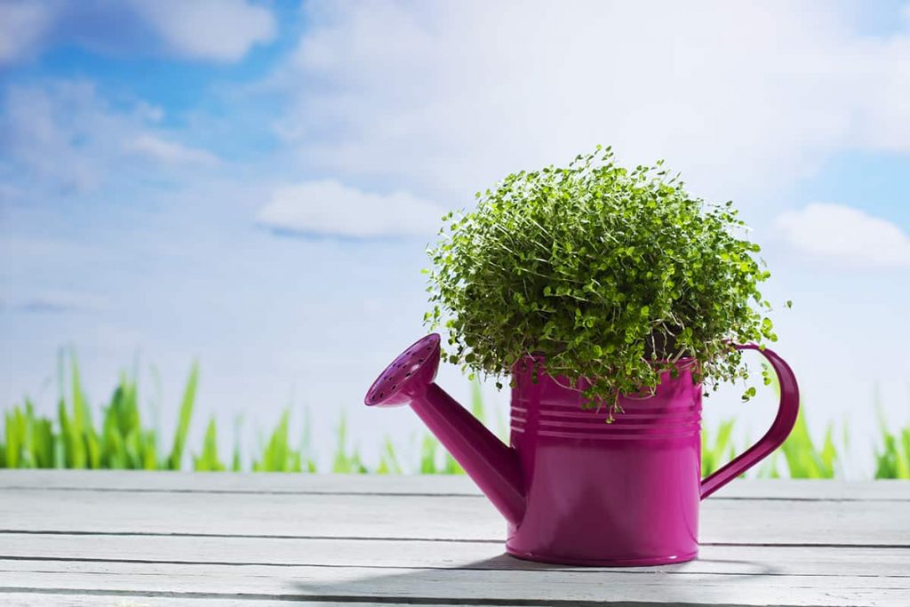 16 Houseplants You Can Grow in Water - Plantglossary