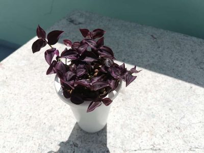 How to Grow and Care For the Inch Plant - Plantglossary