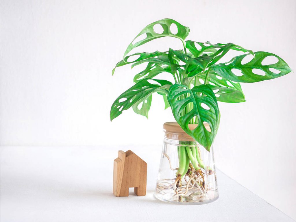 16 Houseplants You Can Grow in Water - Plantglossary