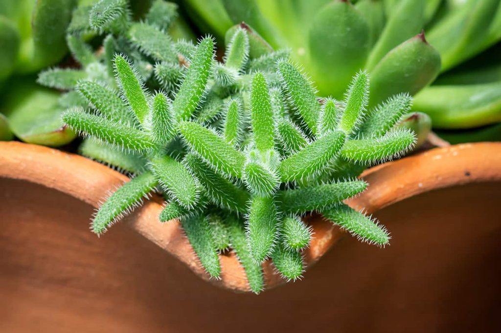 How to Care for the Quirky Pickle Plant - Plantglossary