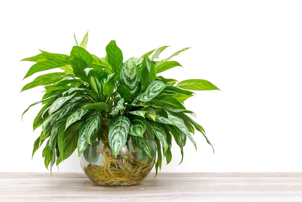 16 Houseplants You Can Grow in Water - Plantglossary