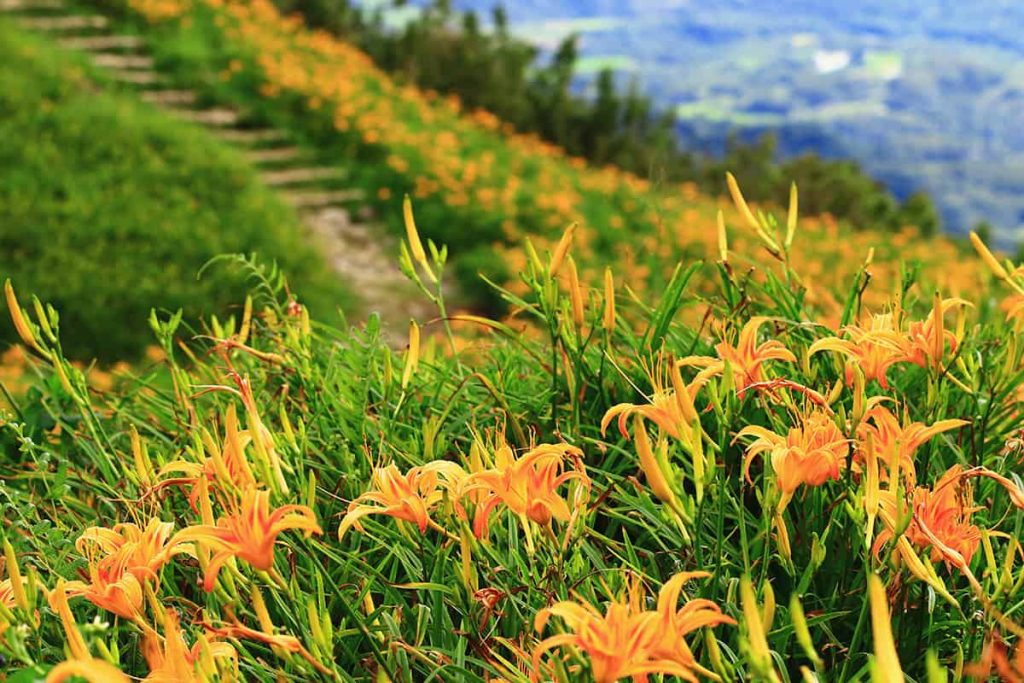22 Gorgeous Long-living Perennials You Can Grow In Your Garden ...