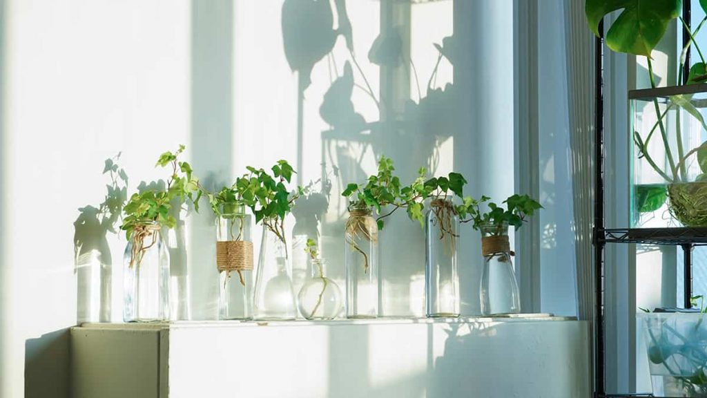 16 Houseplants You Can Grow in Water - Plantglossary