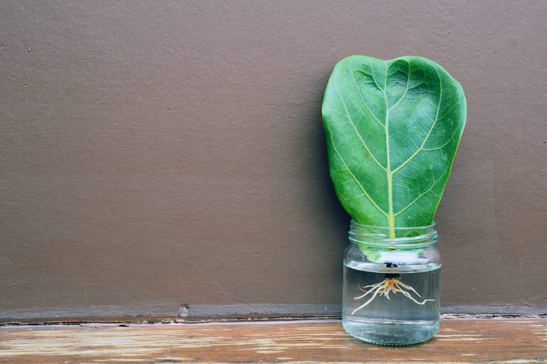 16 Houseplants You Can Grow in Water - Plantglossary