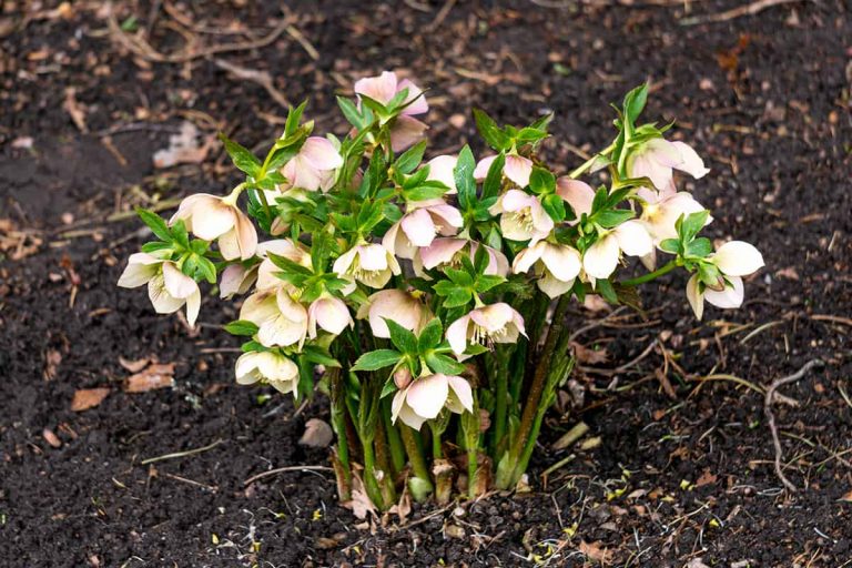 22 Gorgeous Long-living Perennials You Can Grow In Your Garden ...