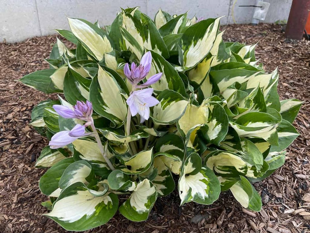 22 Gorgeous Long-living Perennials You Can Grow In Your Garden ...