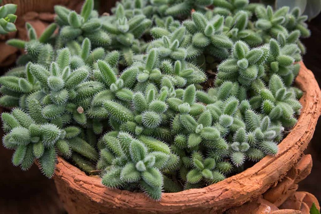How to Care for the Quirky Pickle Plant - Plantglossary