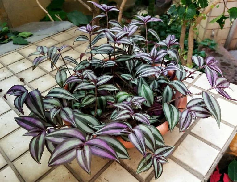 How to Grow and Care For the Inch Plant - Plantglossary