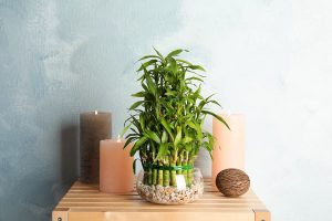 16 Houseplants You Can Grow in Water - Plantglossary