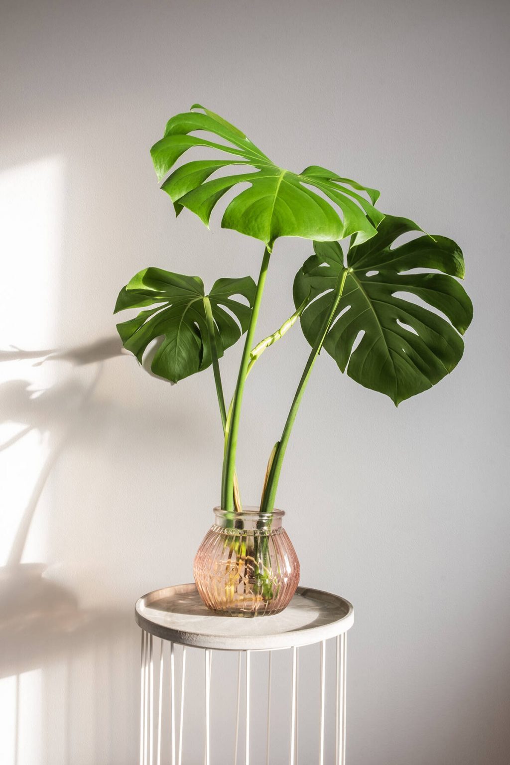 16 Houseplants You Can Grow in Water - Plantglossary