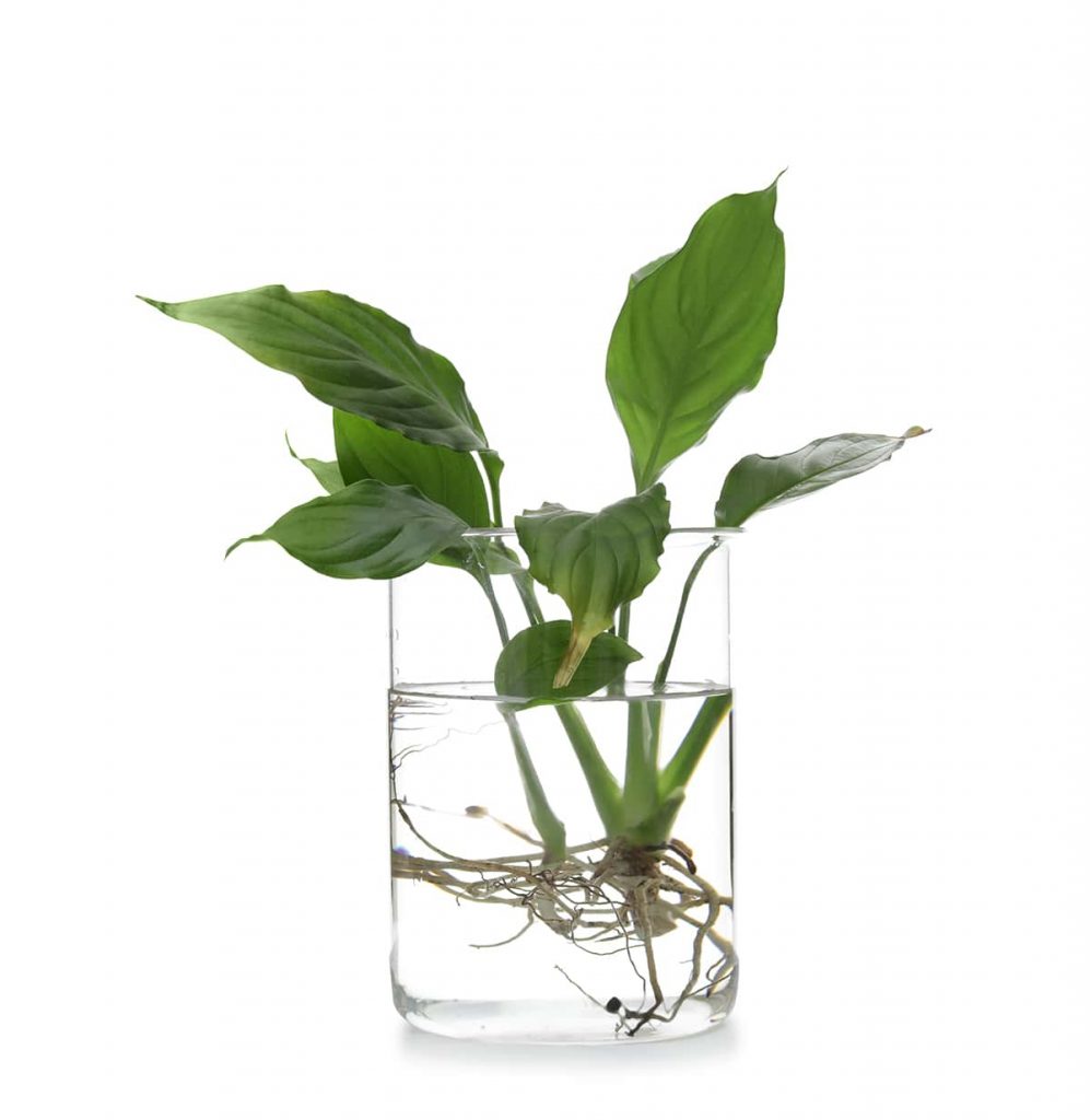 16 Houseplants You Can Grow in Water - Plantglossary
