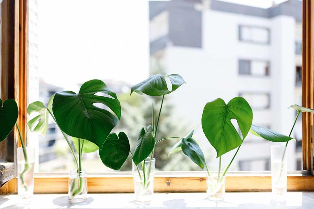 16 Houseplants You Can Grow in Water - Plantglossary