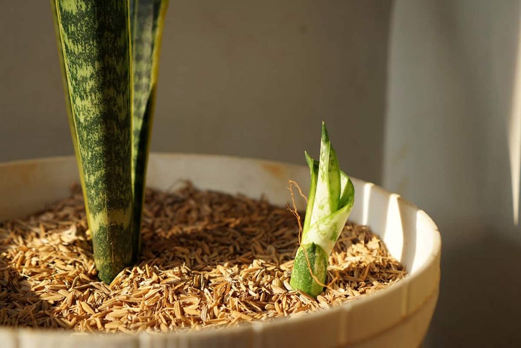 4 Effective Ways to Propagate Snake Plants - Plantglossary