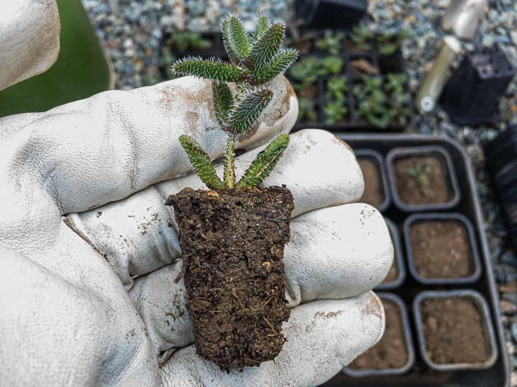How to Care for the Quirky Pickle Plant - Plantglossary