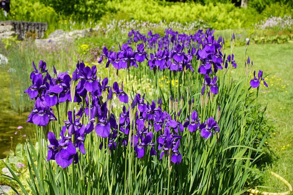 22 Gorgeous Long-living Perennials You Can Grow In Your Garden ...