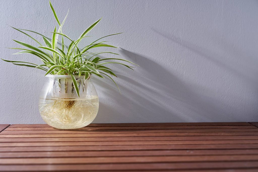 16 Houseplants You Can Grow in Water - Plantglossary