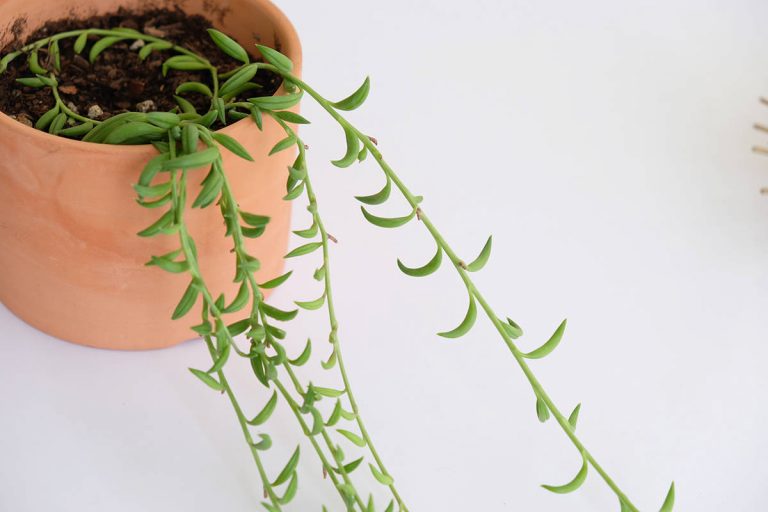 11 String of Plant Varieties You Can Grow At Homes - Plantglossary