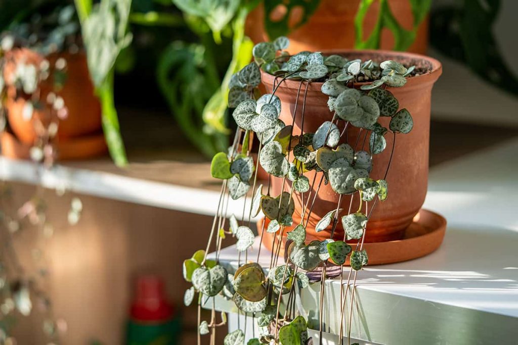 11 String of Plant Varieties You Can Grow At Homes - Plantglossary
