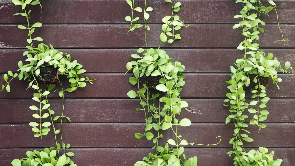 11 String of Plant Varieties You Can Grow At Homes - Plantglossary