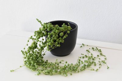 11 String of Plant Varieties You Can Grow At Homes - Plantglossary