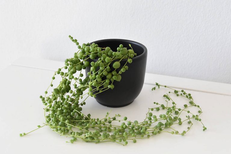 11 String of Plant Varieties You Can Grow At Homes - Plantglossary