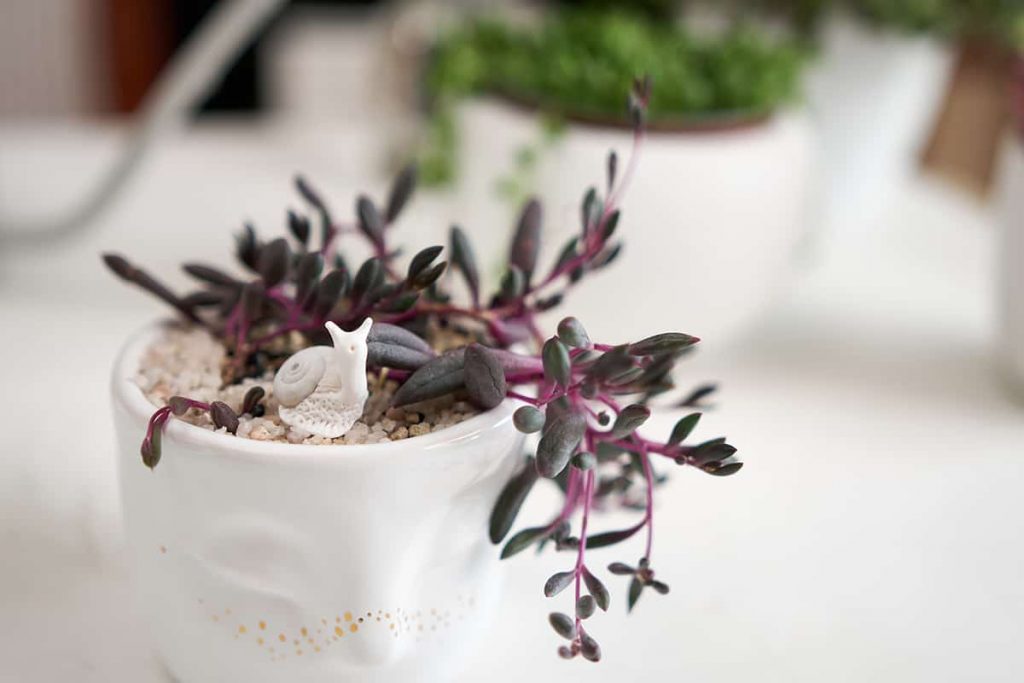 11 String of Plant Varieties You Can Grow At Homes - Plantglossary