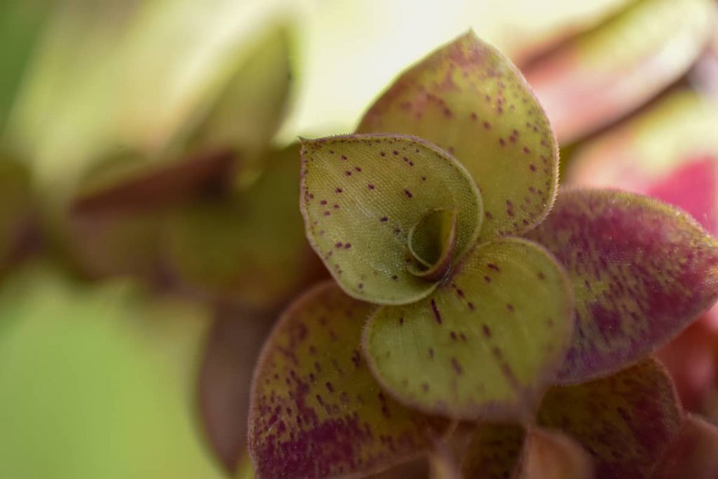 How to Grow and Care For the Inch Plant - Plantglossary