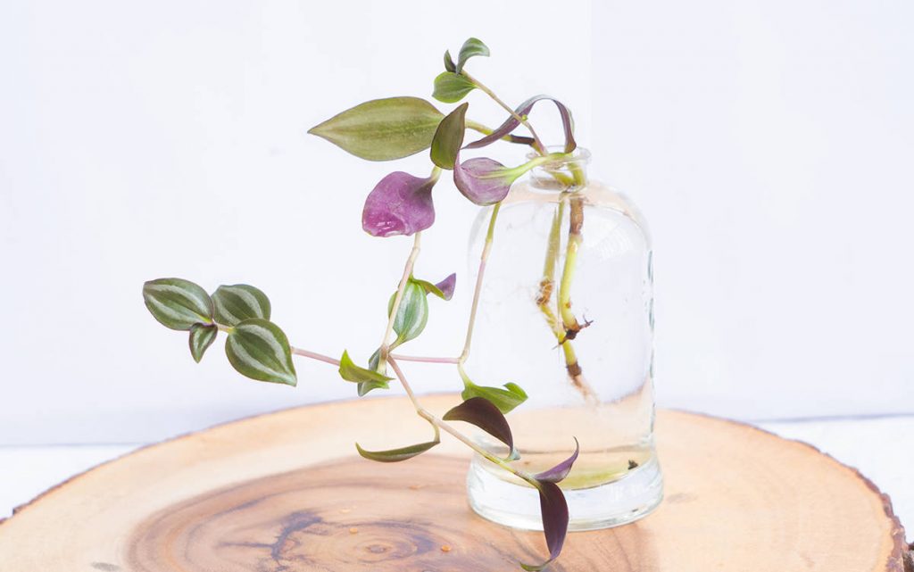 16 Houseplants You Can Grow in Water - Plantglossary