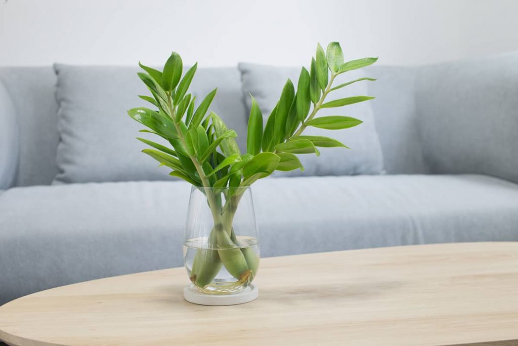 16 Houseplants You Can Grow in Water - Plantglossary