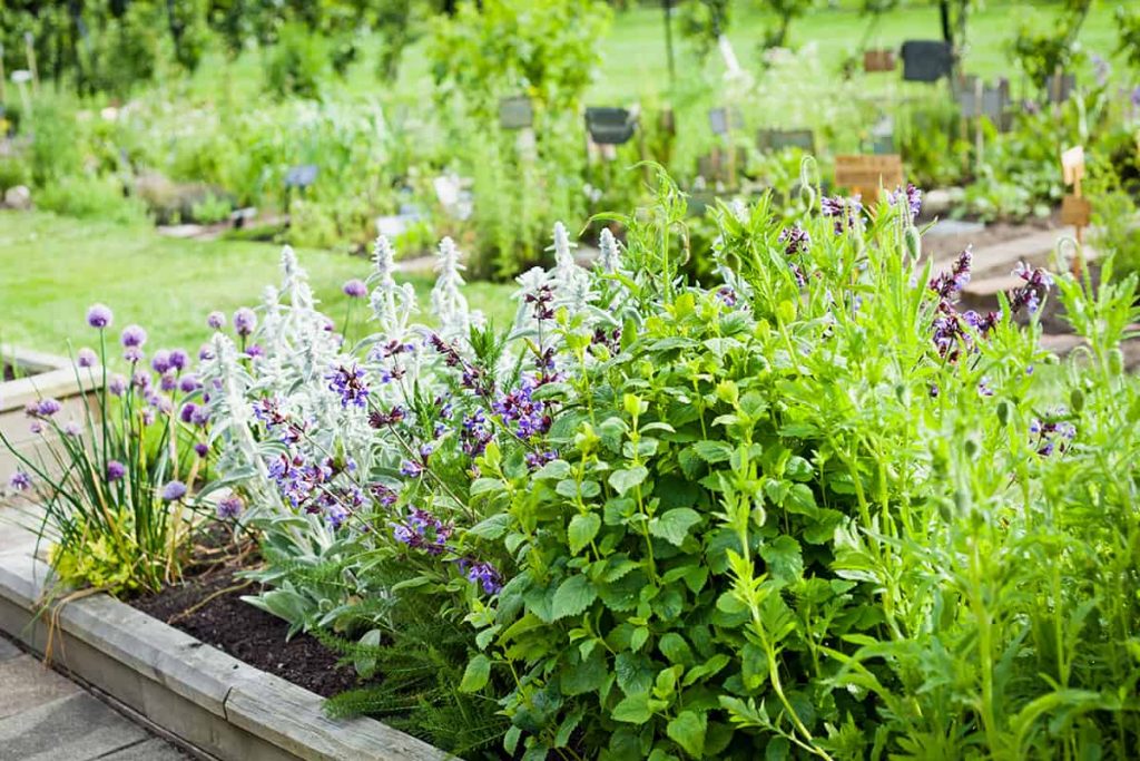 20 Self-Seeding Plants for an Effortless Garden Year After Year ...
