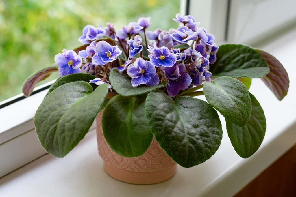 21 Houseplants That Are Good for Cats - Plantglossary