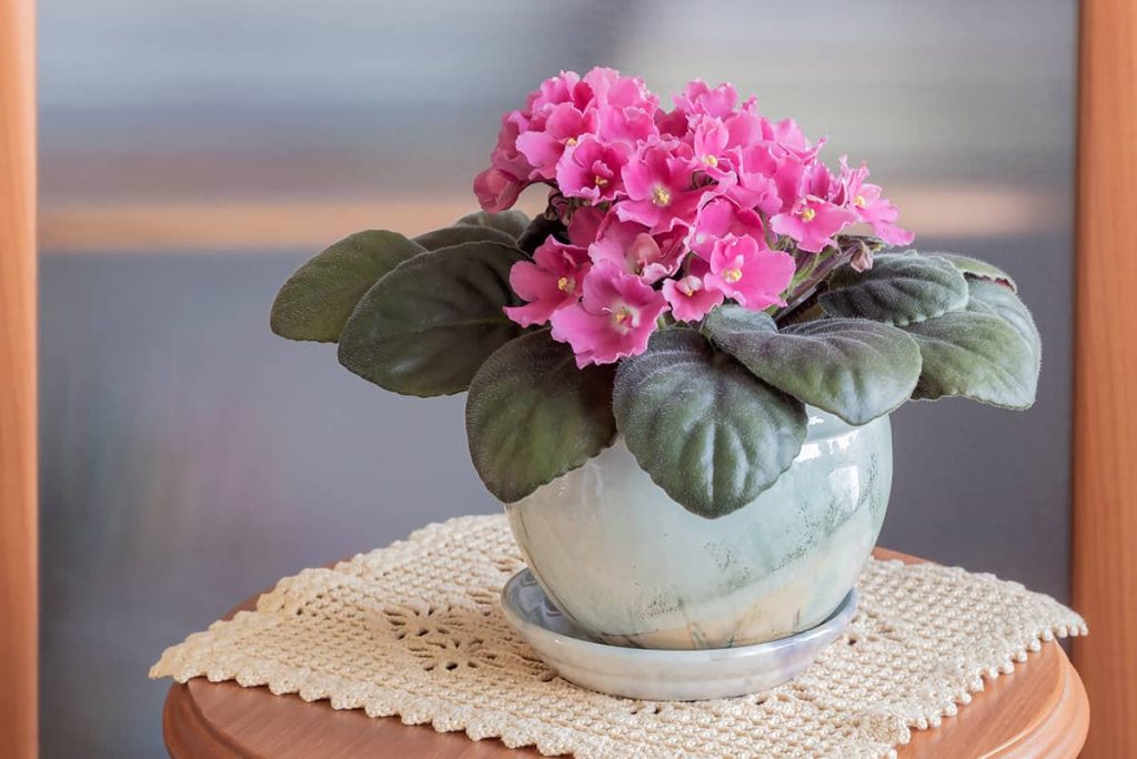 20 Fragrant Indoor Plants That Smell Good - Plantglossary