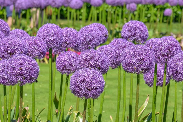 Plants That Grow Big and Have Huge Flowers - Plantglossary
