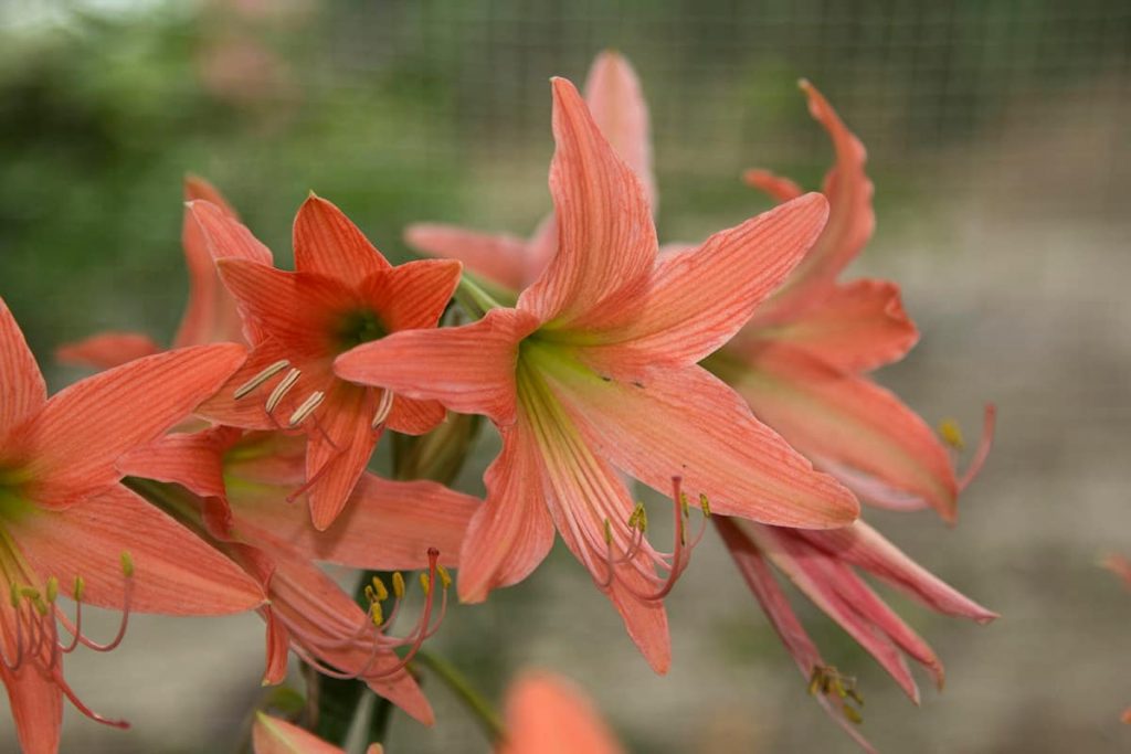Plants That Grow Big and Have Huge Flowers - Plantglossary