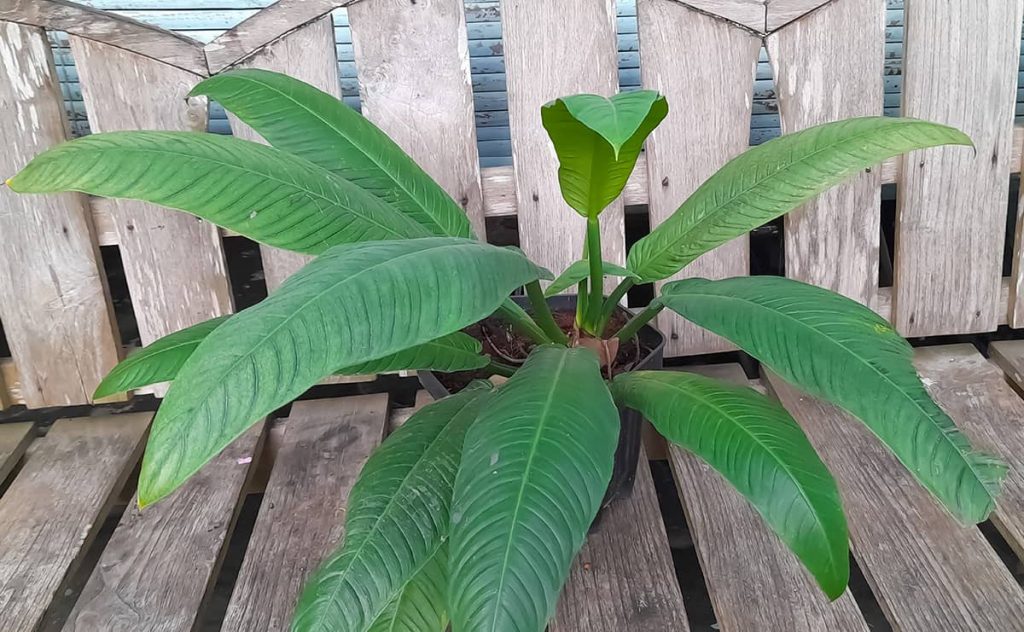 11 Most Expensive Houseplants That You May Not Know - Plantglossary