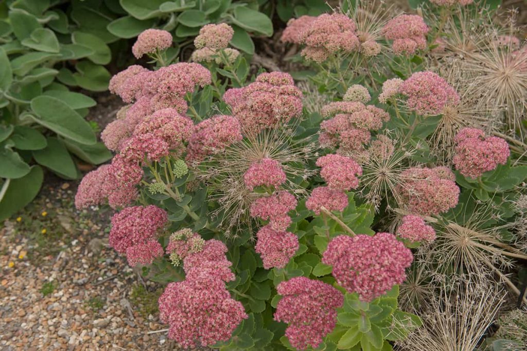 21 Hardy Plants that Thrive in Poor Soil - Plantglossary