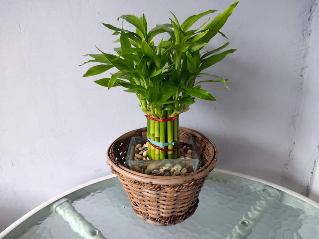 18 Fantastic Fast-Growing Houseplants - Plantglossary