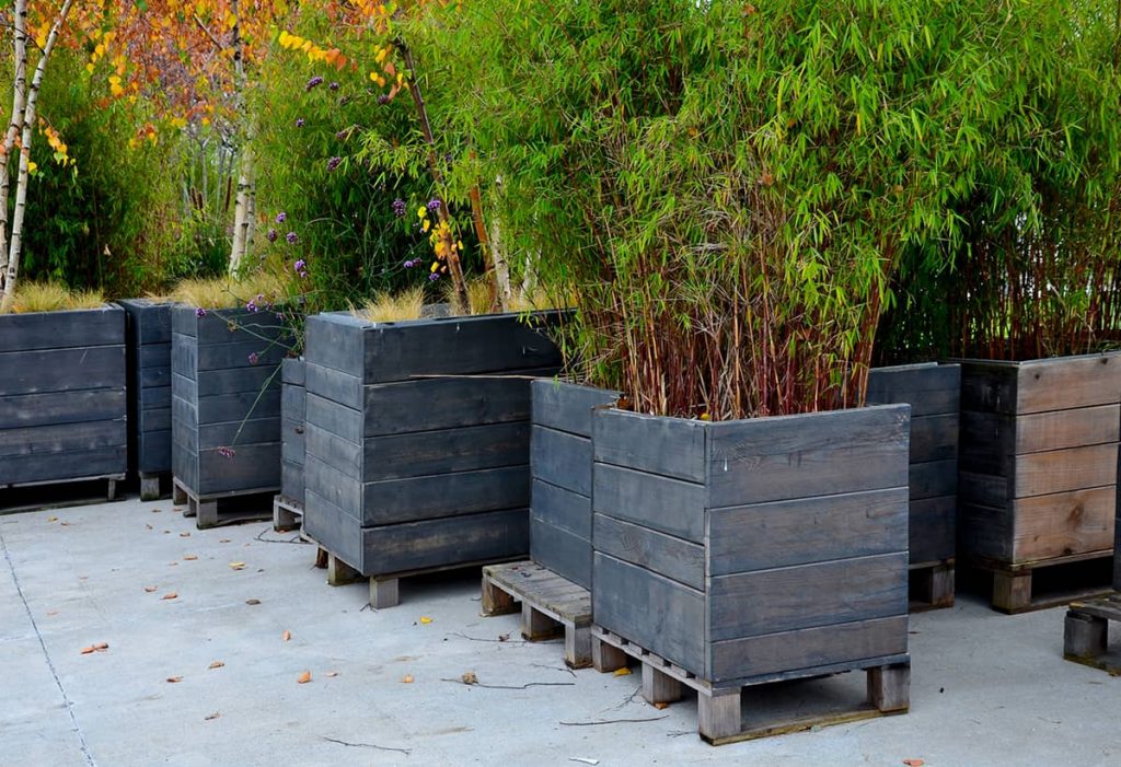 30 Best Architectural Plants to Grow in Containers - Plantglossary