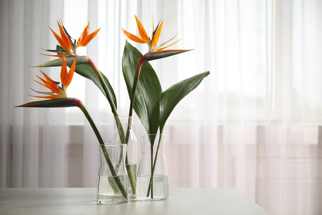 21 Houseplants That Can Grow Without Sunlight - Plantglossary