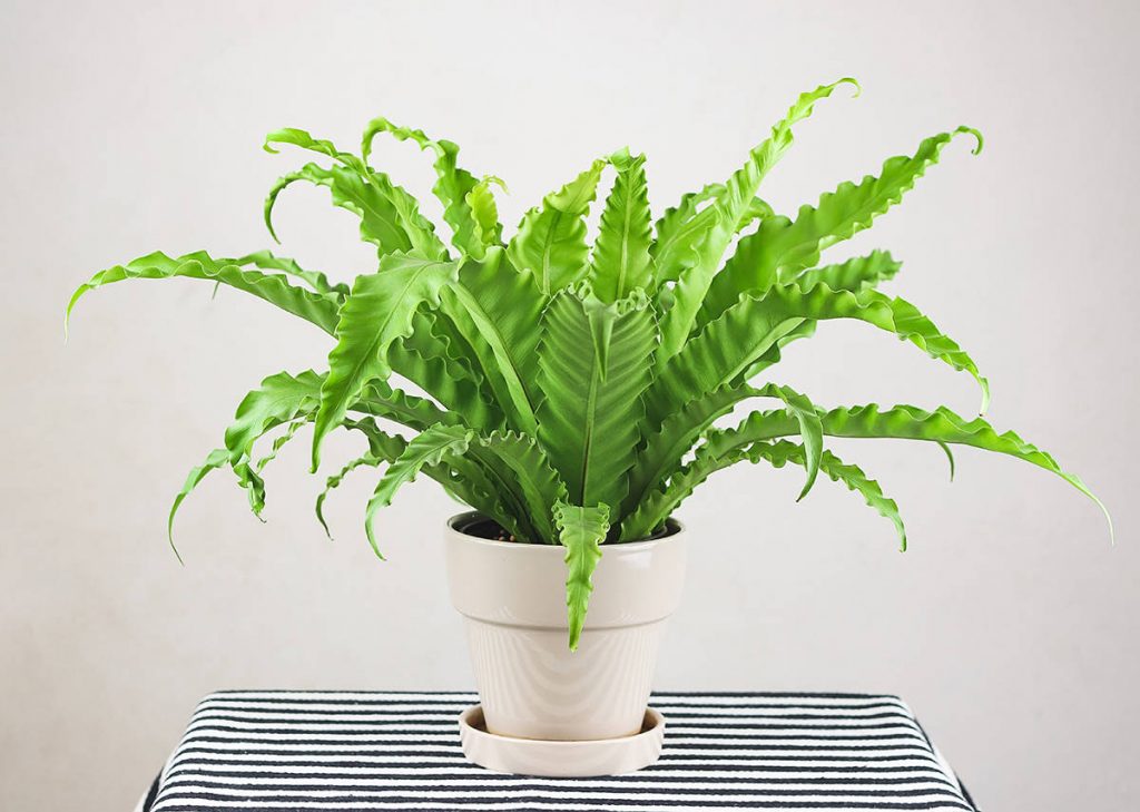 21 Houseplants That Are Good for Cats - Plantglossary