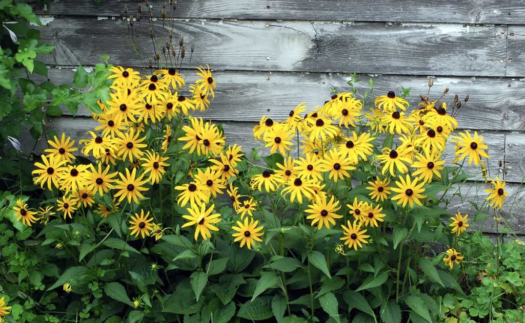 21 Hardy Plants that Thrive in Poor Soil - Plantglossary