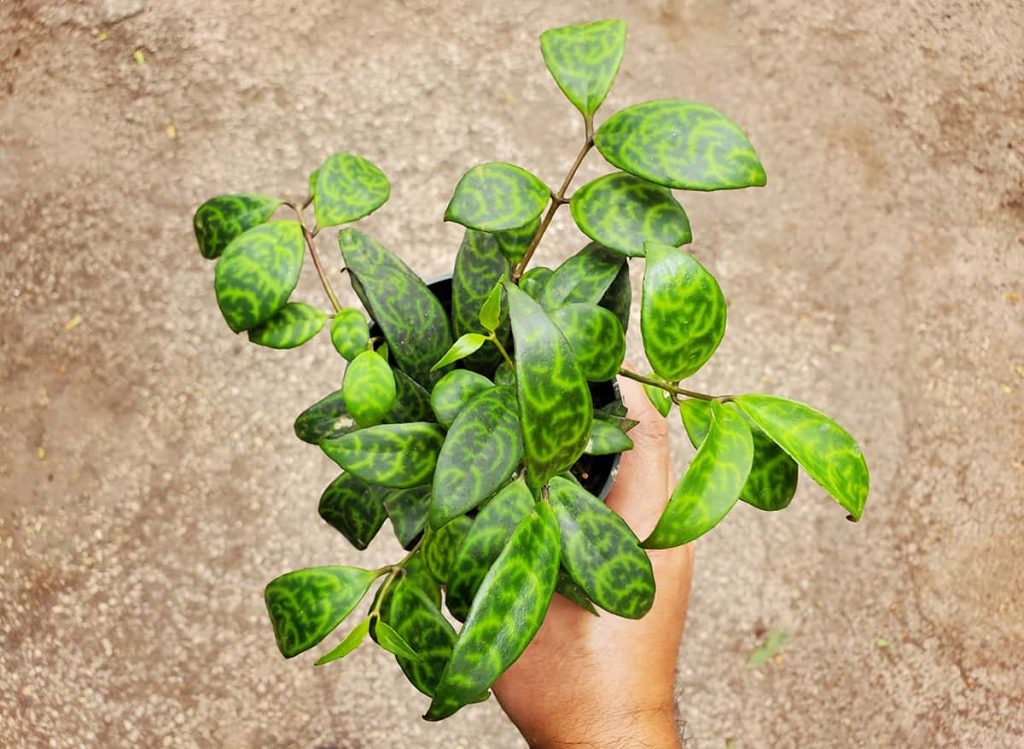 15 Stunning Black Houseplants For Any Home - Plantglossary