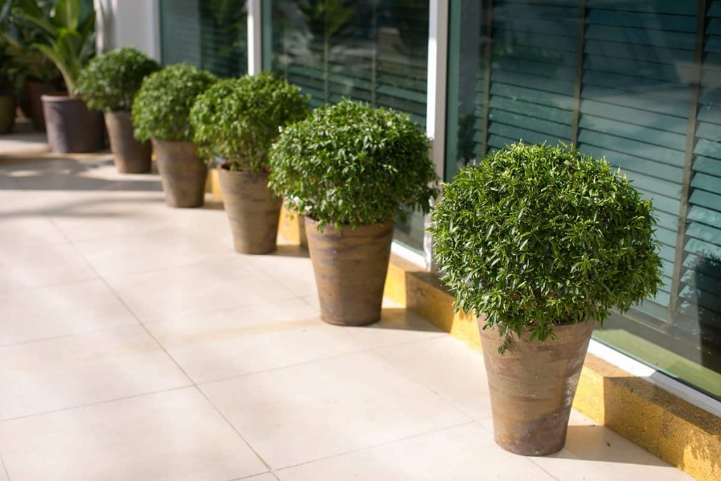 30 Best Architectural Plants to Grow in Containers - Plantglossary