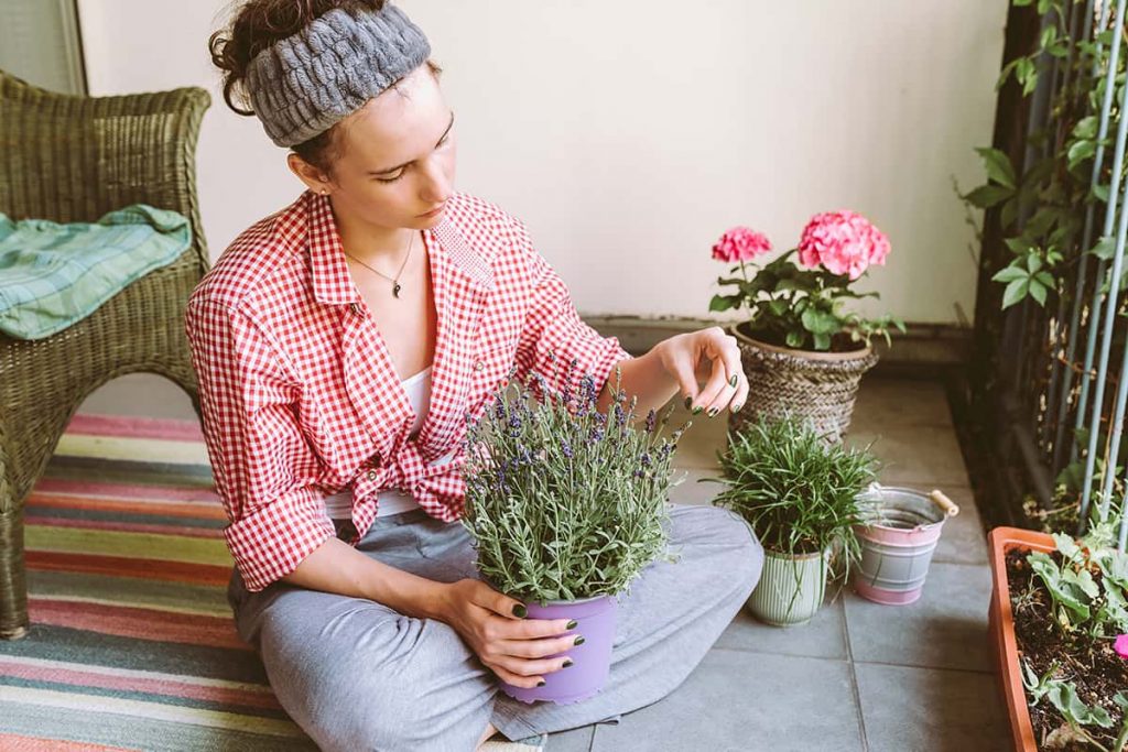 Indoor Plants That Bloom According to 12 Months - Plantglossary