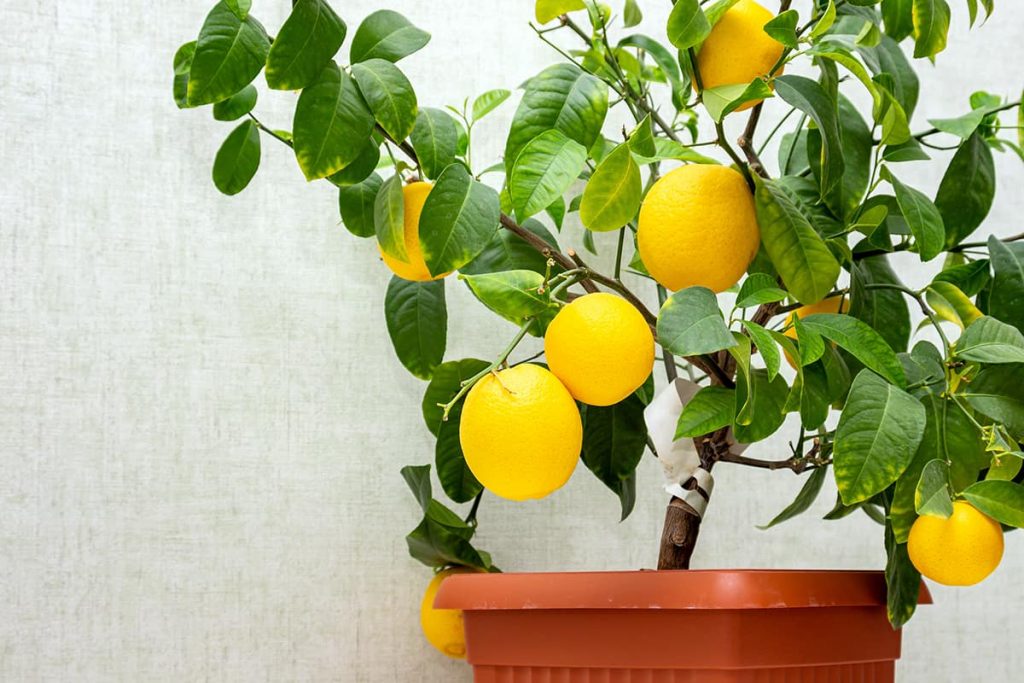 20 Fragrant Indoor Plants That Smell Good - Plantglossary