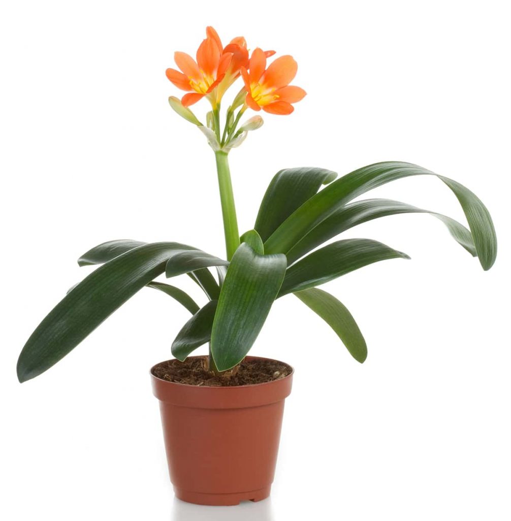 Indoor Plants That Bloom According to 12 Months - Plantglossary