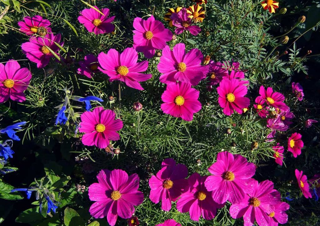 25 Colorful Plants & Flowers That Don’t Need Deadheading - Plantglossary