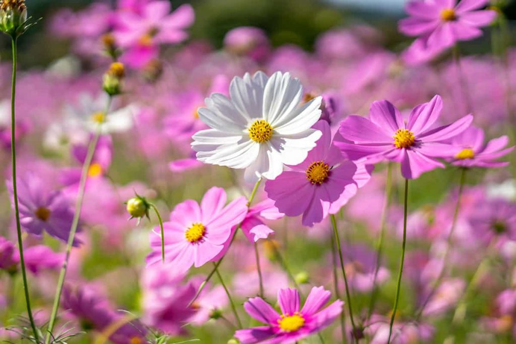 21 Hardy Plants that Thrive in Poor Soil - Plantglossary
