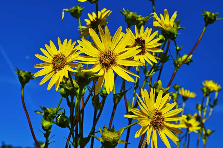 21 Hardy Plants that Thrive in Poor Soil - Plantglossary