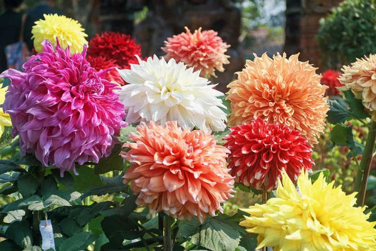 Plants That Grow Big and Have Huge Flowers - Plantglossary